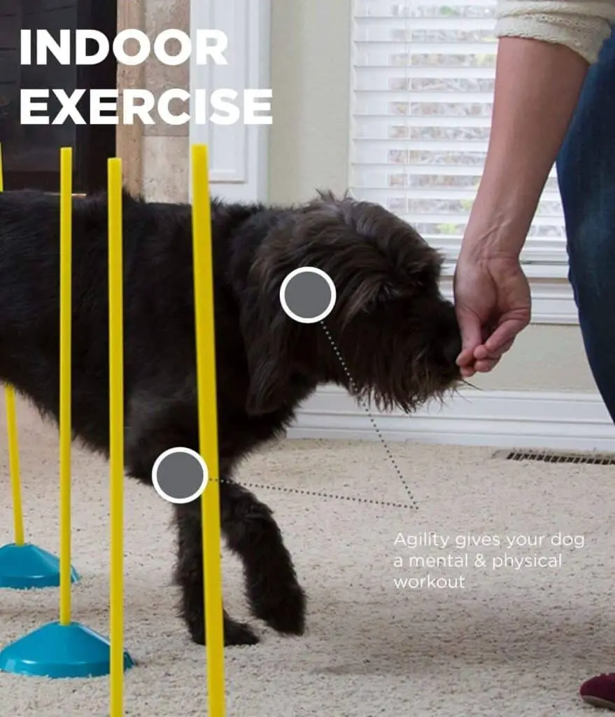 How to Do Agility Training With Your Terrier