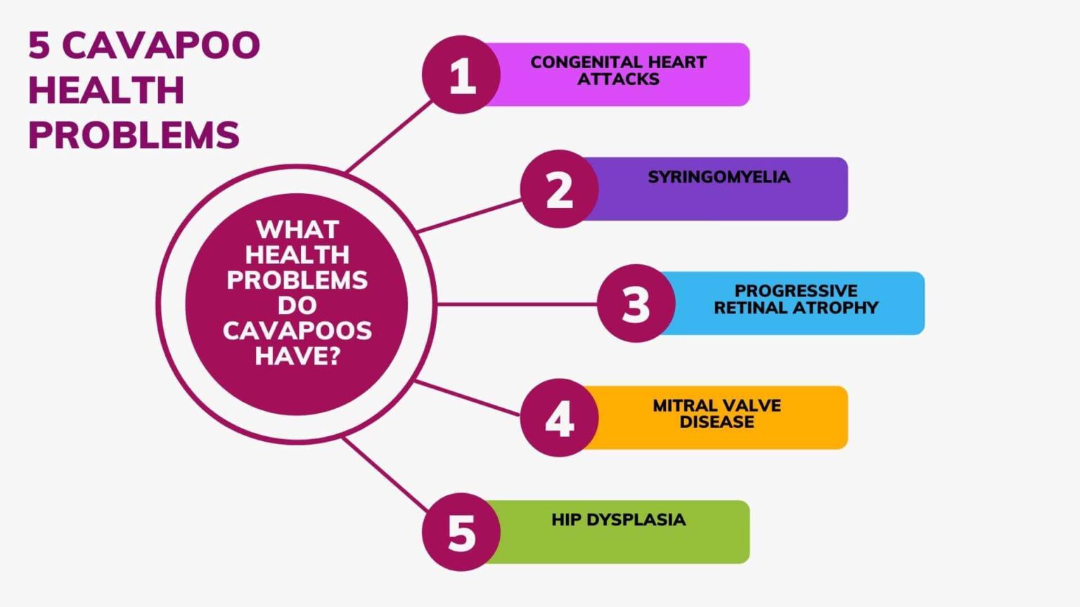 Complete Cavapoo Guide: Statistics and Facts