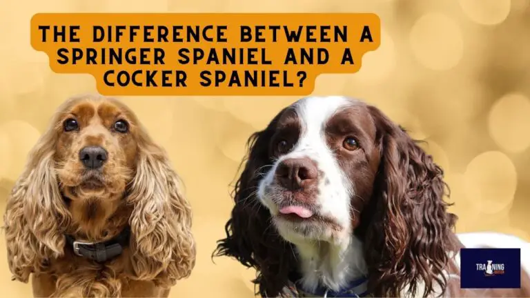 The difference between a Springer Spaniel and a Cocker Spaniel?